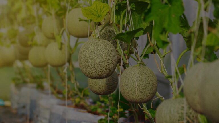 G-Planter | Your Perfect Partner