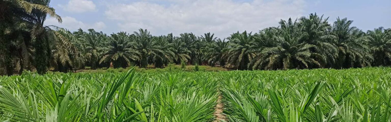 Florica® - G-Planter