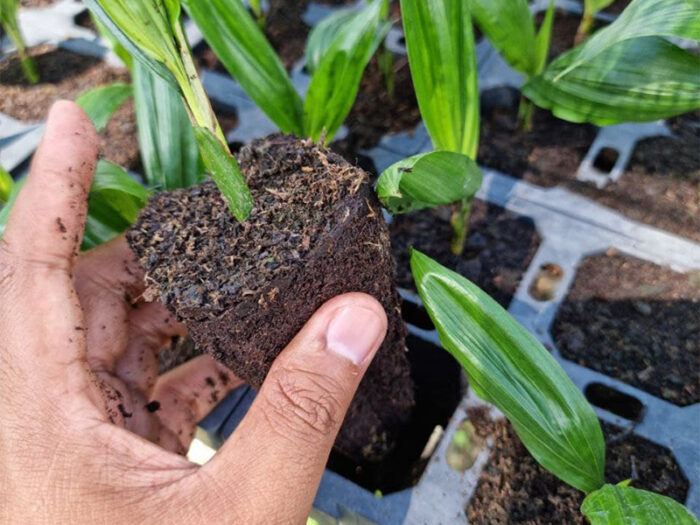 HyPlug® 24 - G-Planter