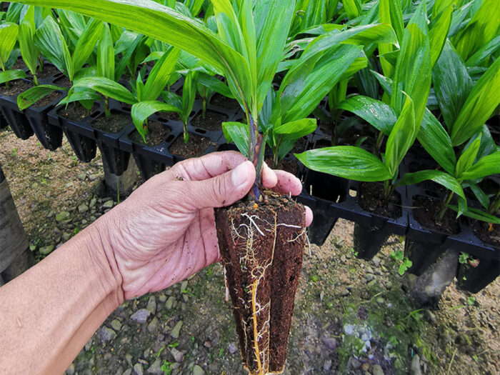 HyPlug® 24 - G-Planter