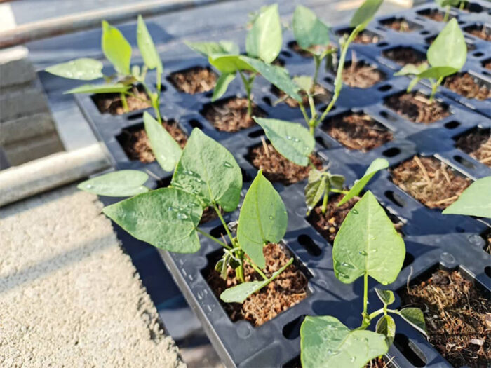 HyPlug® 24 - G-Planter