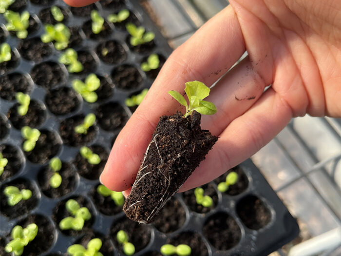 Klasmann Potgrond - G-Planter