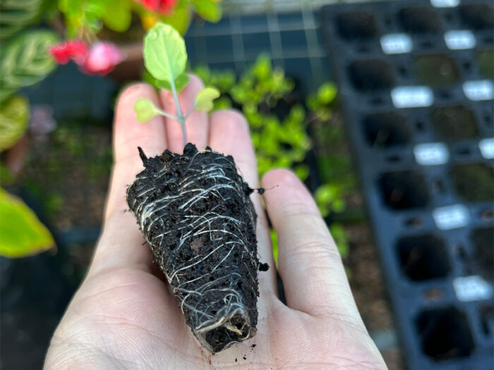 Klasmann Potgrond - G-Planter