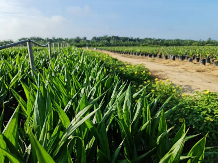 Klasmann TS 3 - G-Planter